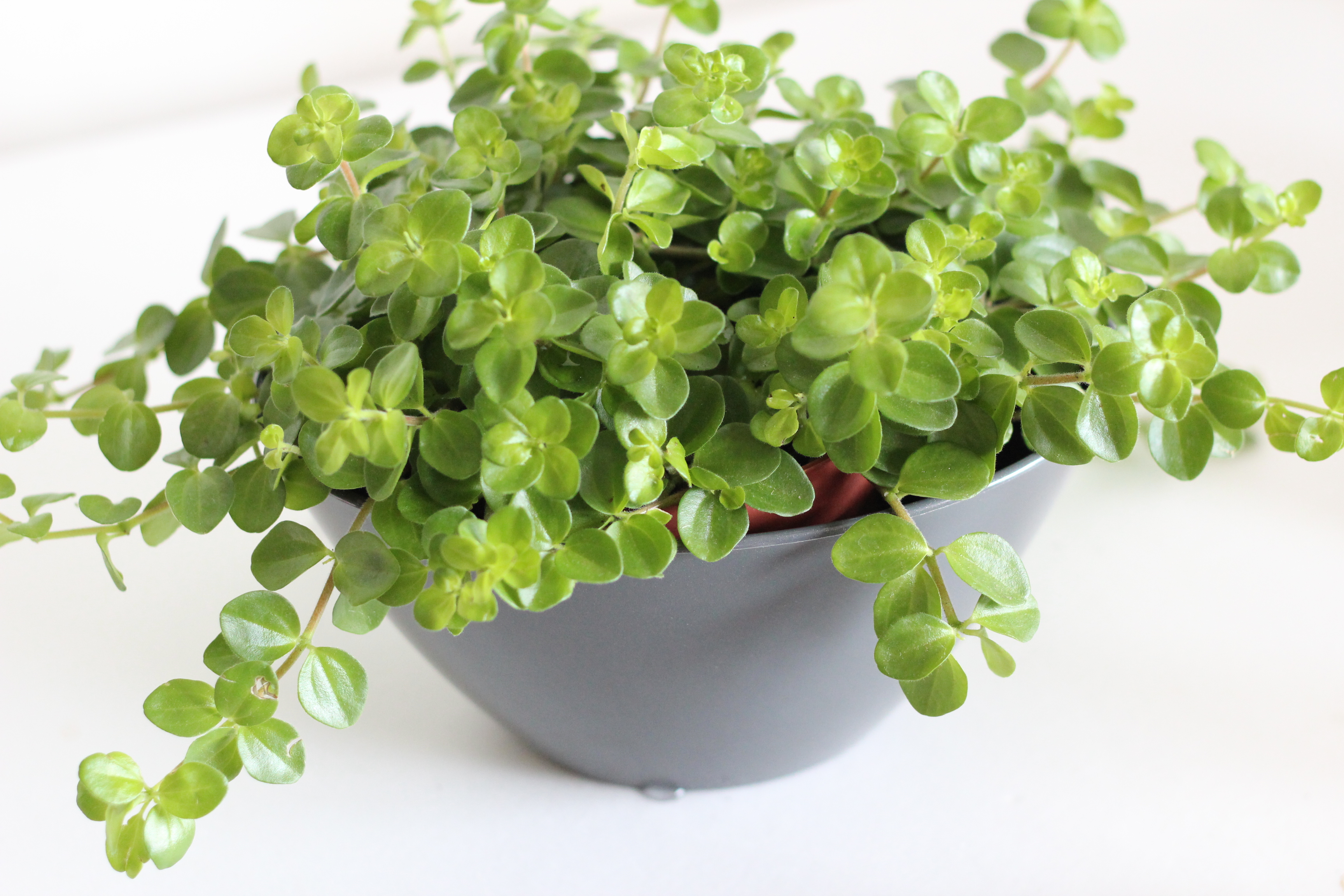 Peperomia Plant